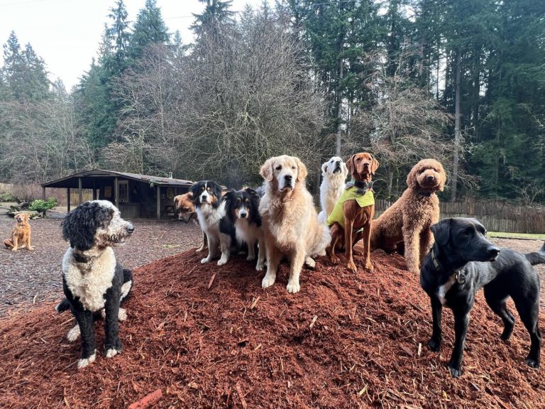 Home | Dog Boarding in Kirkland | Camp Happy Paws
