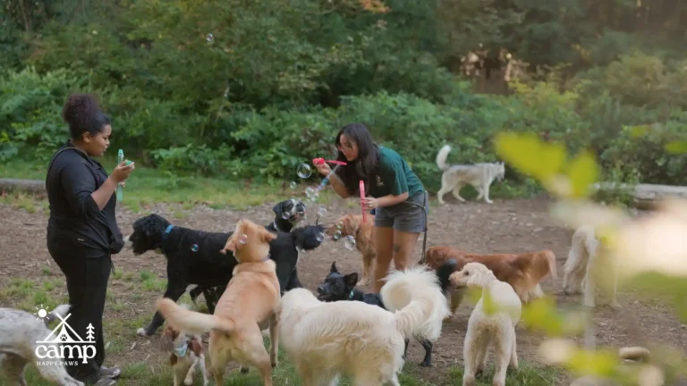 Home | Dog Boarding in Kirkland | Camp Happy Paws